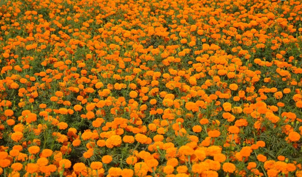 Kerala cultivates marigold flowers for the Onam festival - Agro ...
