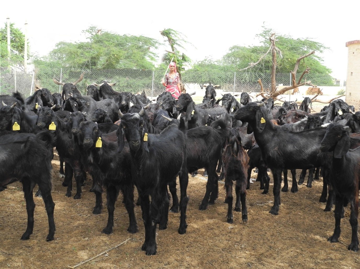 Heifer India and ICAR-CIRG inks MoU for advanced goat farming - Agro ...