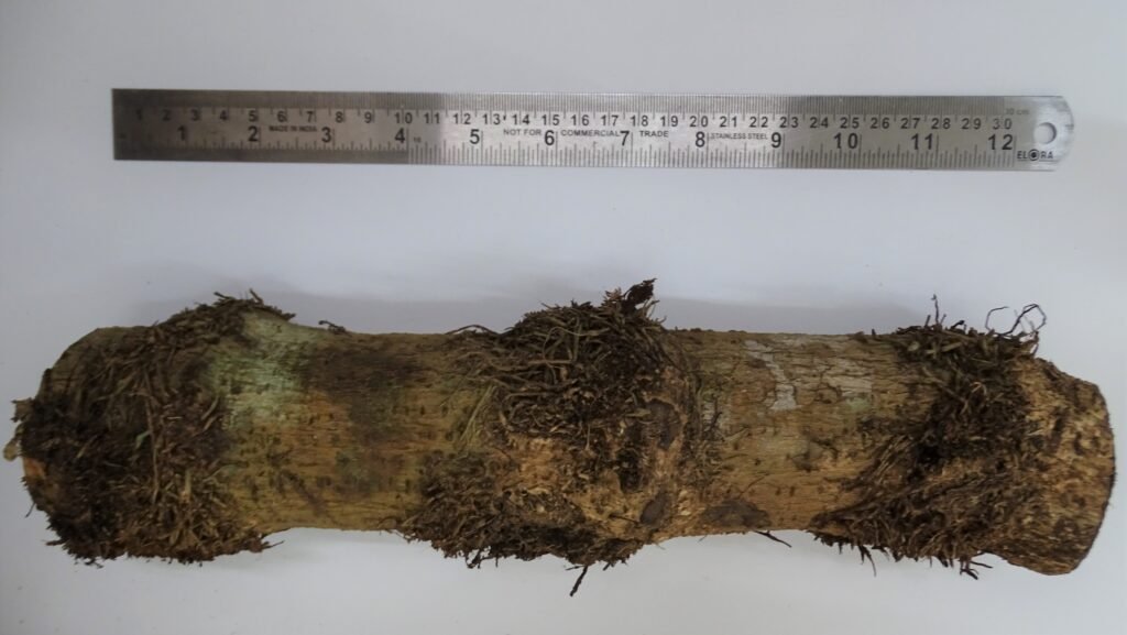 ICAR-CIARI Port Blair researchers resolves the mystery of Andaman’s ...