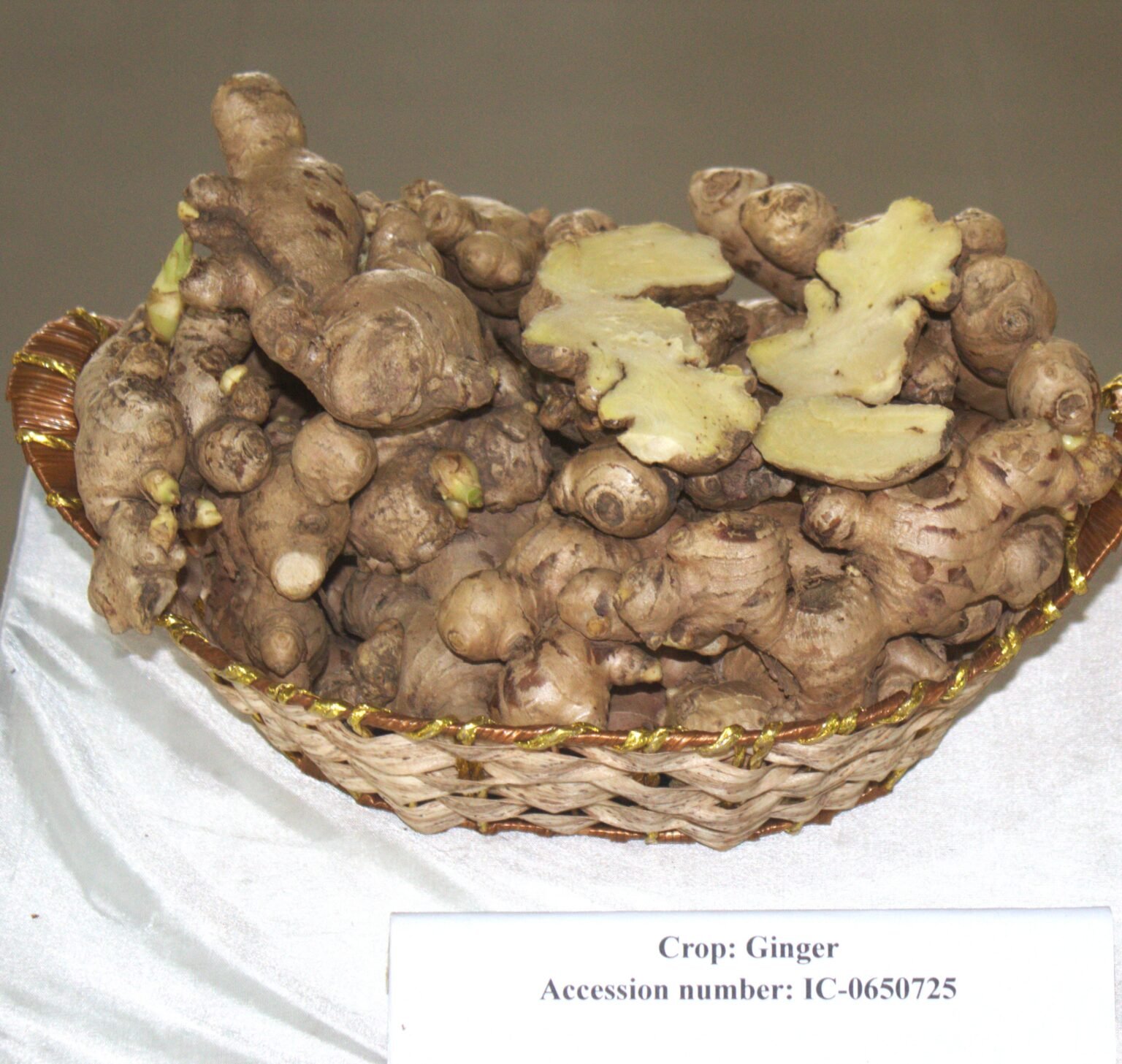 Nagaland University develops high-yield ginger variety ‘SAS-KEVÜ ...