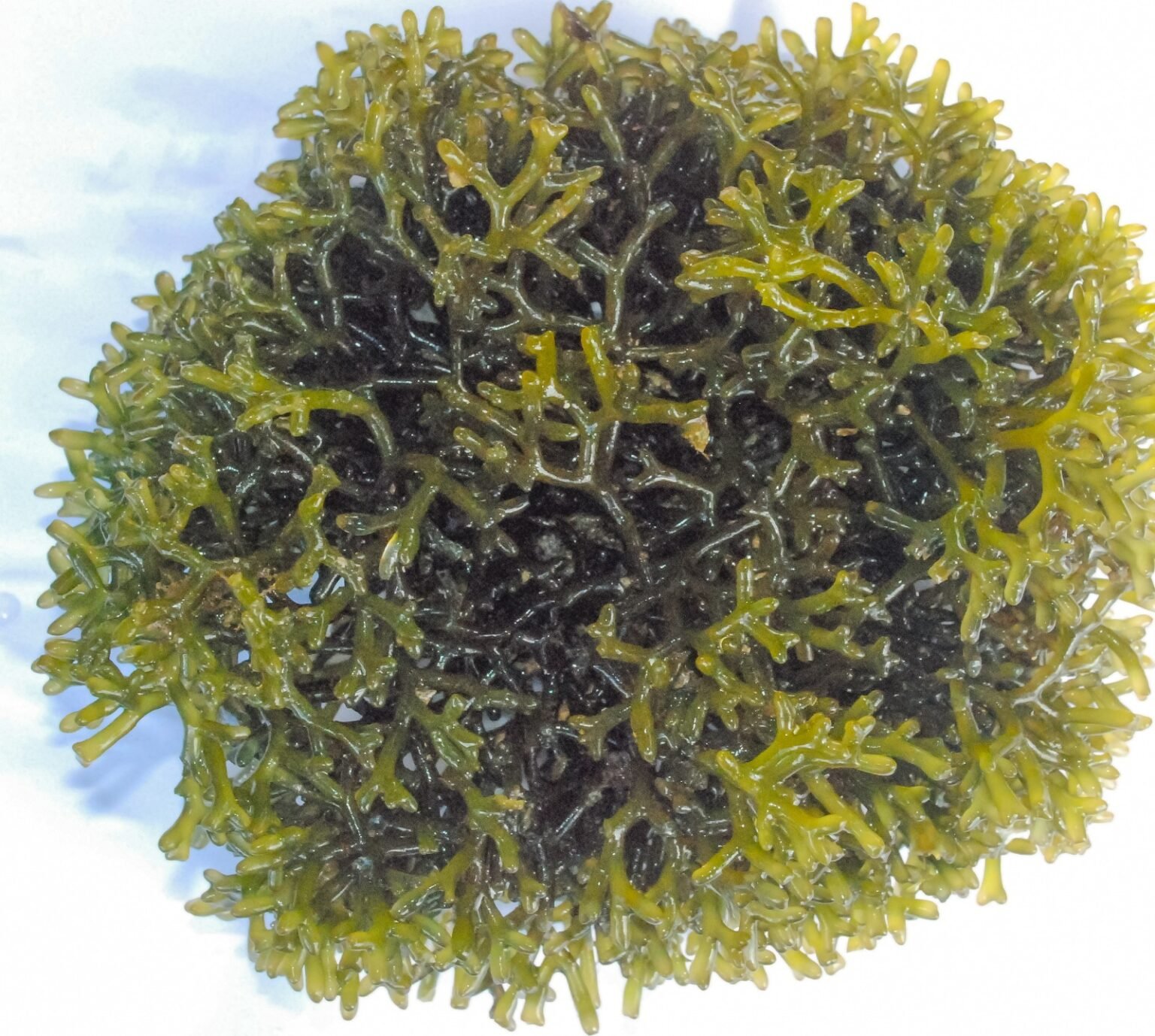 Kochi to host 7th India International Seaweed Expo and Summit - Agro ...
