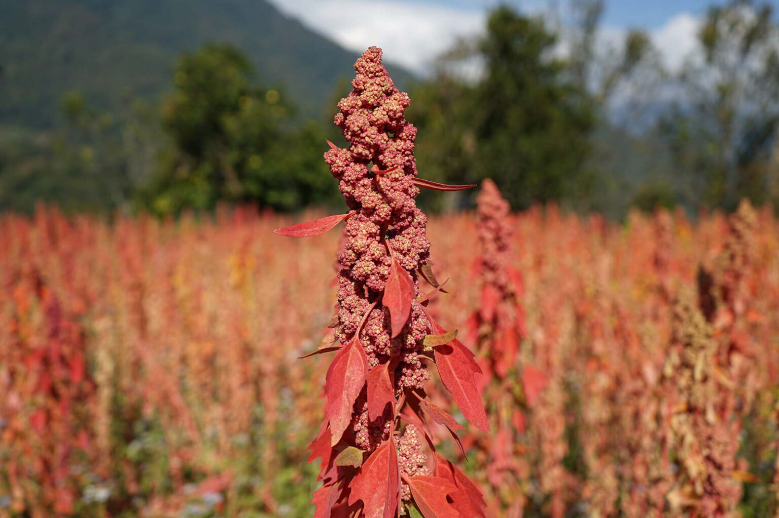 New ground for quinoa in Bhutan - Agro Spectrum India